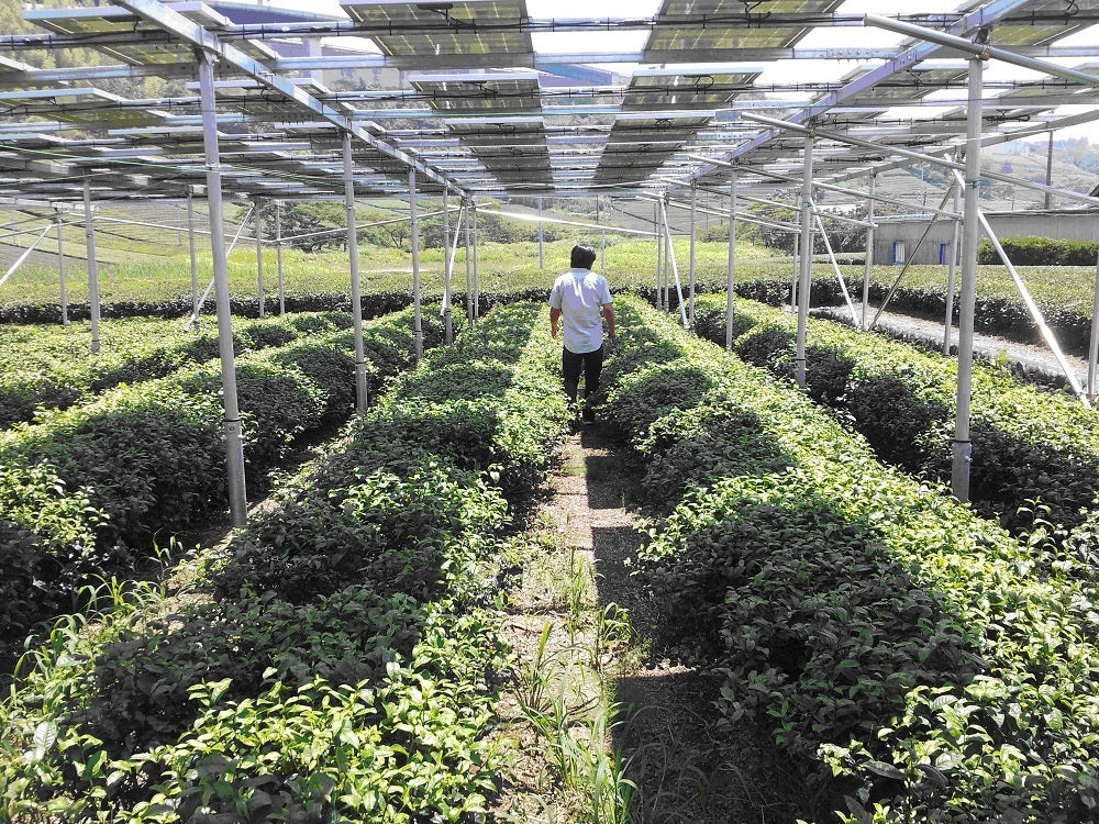 The Matcha Factory (US)